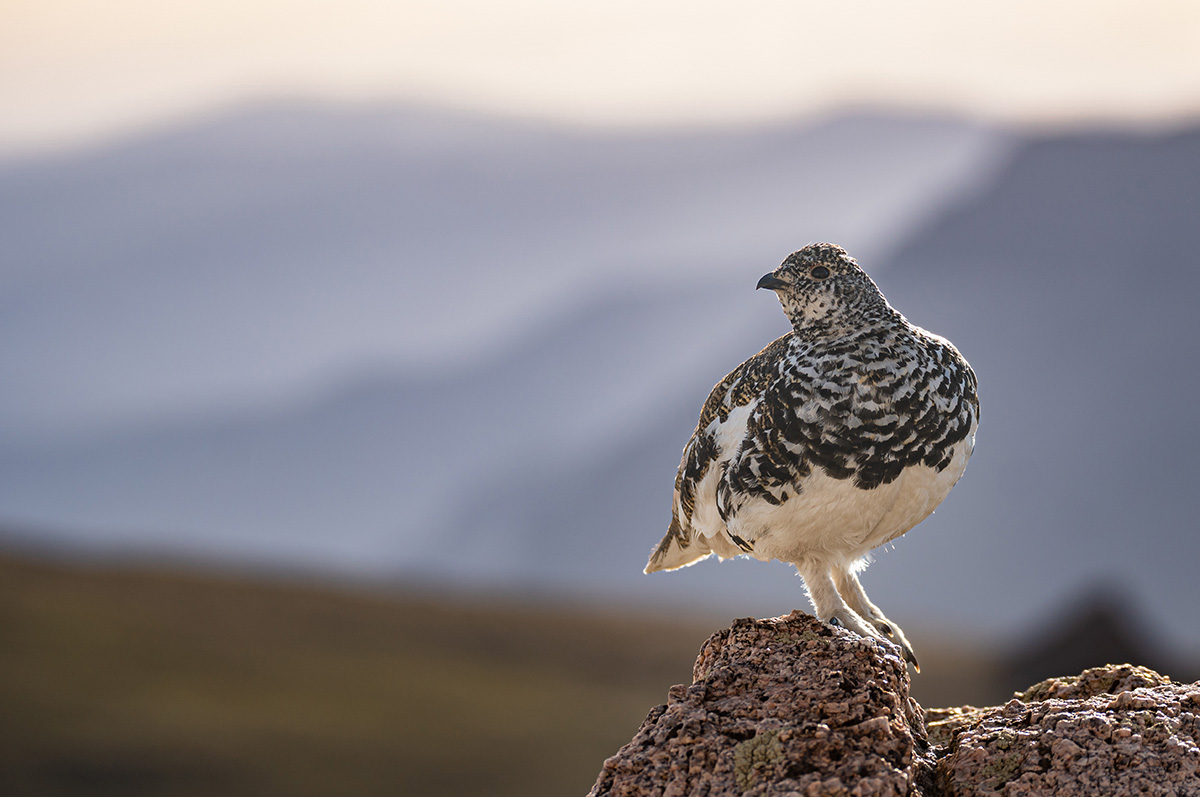 Bird Media Library – Kai Frueh