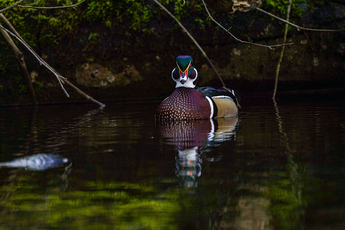 Bird Media Library – Kai Frueh